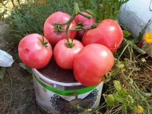 Помидоры Малиновое чудо: описание и характеристика сорта, агротехника ...